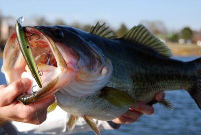 What Do Bass Fish Eat? Natural Prey Sources – All Fishing Gear