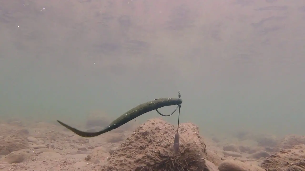 Ranking The 9 Best Bass Fishing Rigs – All Fishing Gear