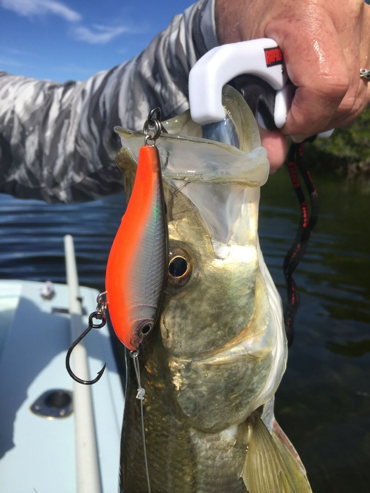 Are Fish Lip Gripper Tools Worth It? – All Fishing Gear