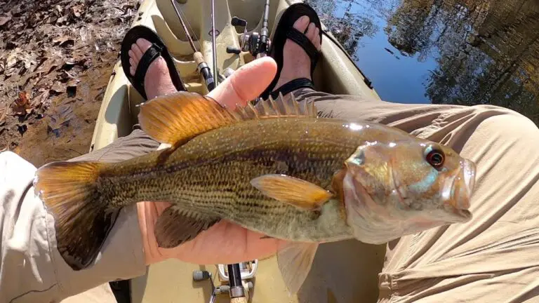 15 Types Of Bass Species For Anglers – All Fishing Gear