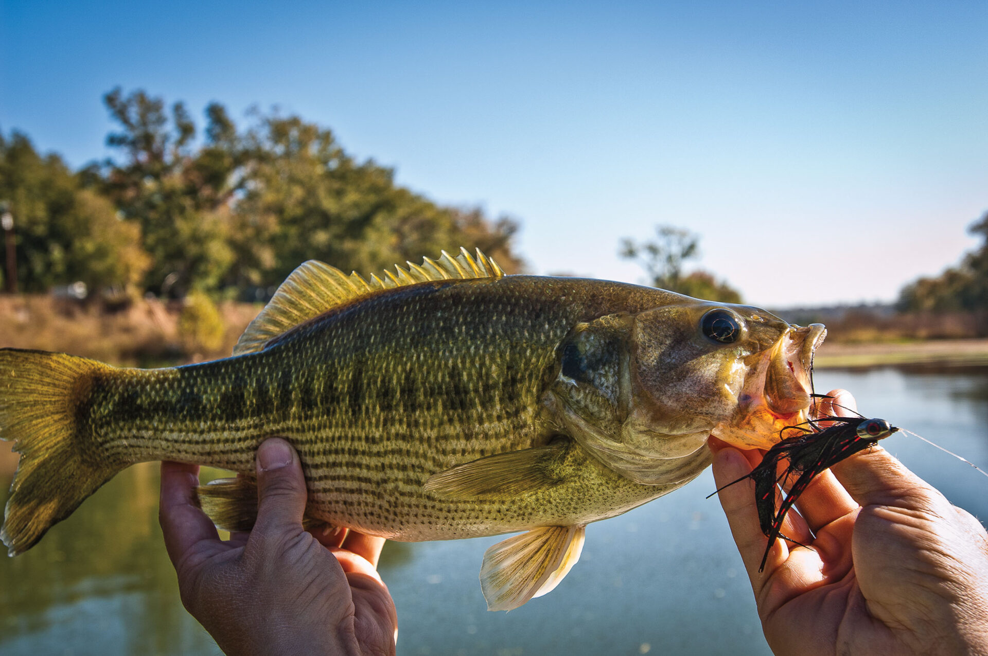 15 Types Of Bass Species For Anglers – All Fishing Gear