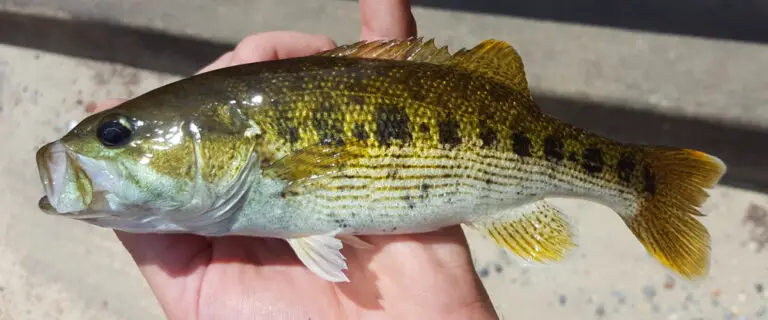 15 Types Of Bass Species For Anglers – All Fishing Gear