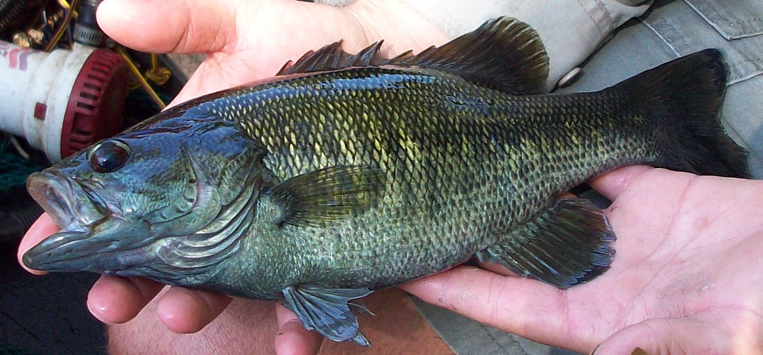 15 Types Of Bass Species For Anglers – All Fishing Gear