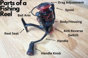 16 Essential Parts Of A Fishing Reel: Explained – All Fishing Gear
