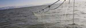 Fishing Net Size Chart – All Fishing Gear