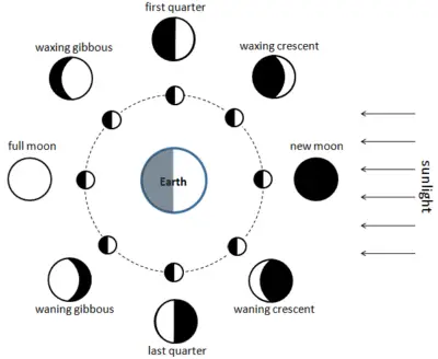 Fishing Moon Chart: Phase By Phase Fishing Impacts – All Fishing Gear